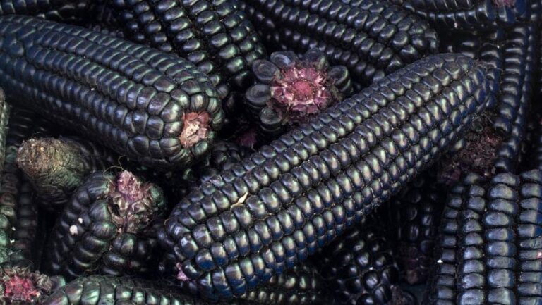 Maíz morado: beneficios para la salud – Alimentación Natural y Tradicional